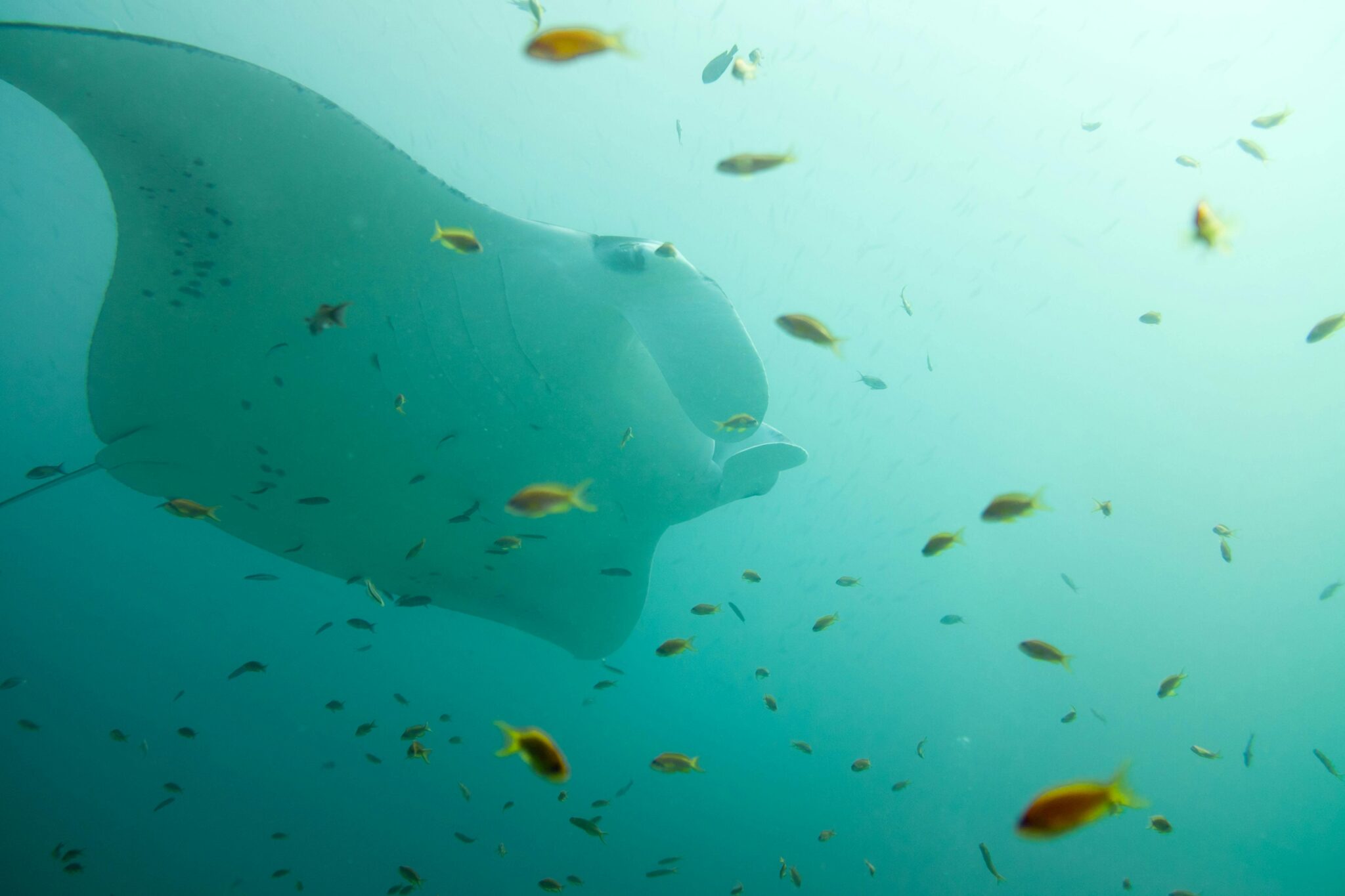 Top 9 World’s Best Scuba Diving Destinations: Top Sites, Seasons
