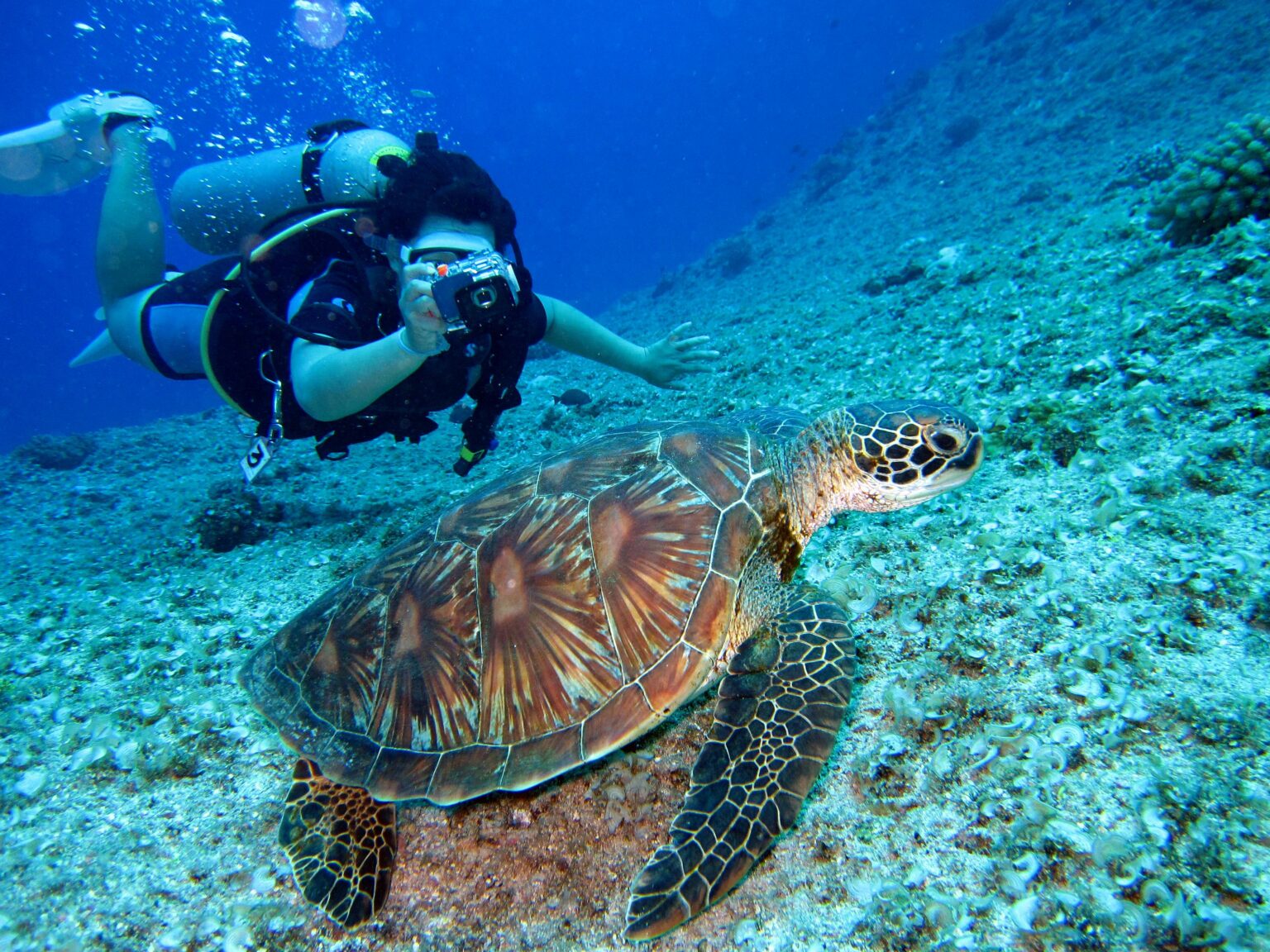 15 Best Things to Do in Catalina Island: Adventure, Beaches